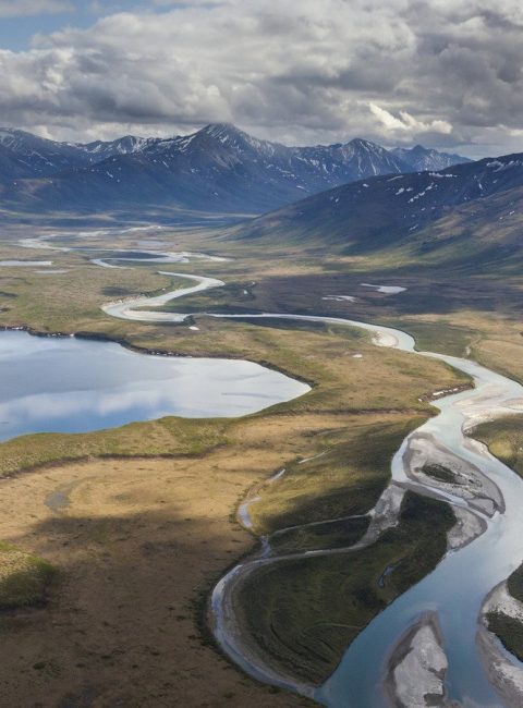 La Disparition de l'Aurochs : Ancêtre du Bœuf Domestique - Obscura