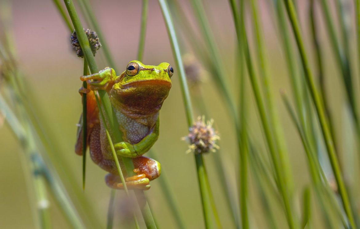 Tout savoir sur les rainettes : caractéristiques et habitats - Obscura
