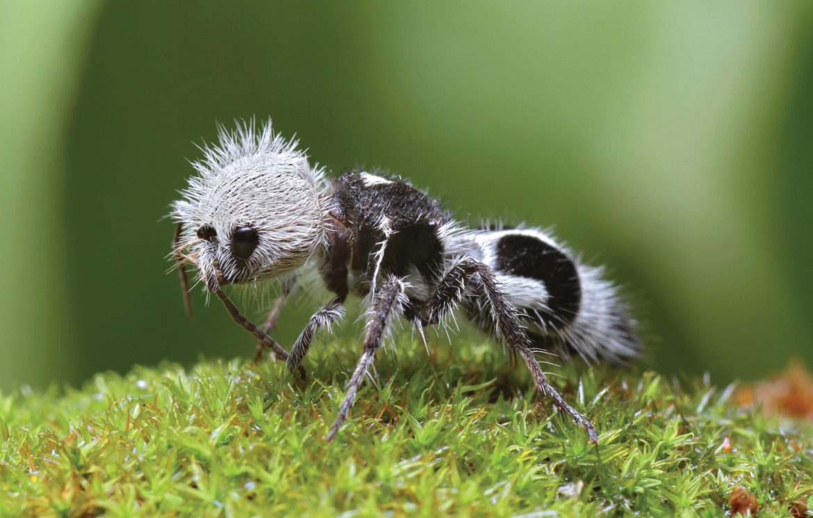 Découvrez la fascinante fourmi-panda, insecte étonnant du Chili - Obscura