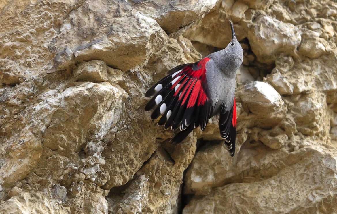 Découvrez le tichodrome échelette, oiseau méconnu des montagnes - Obscura