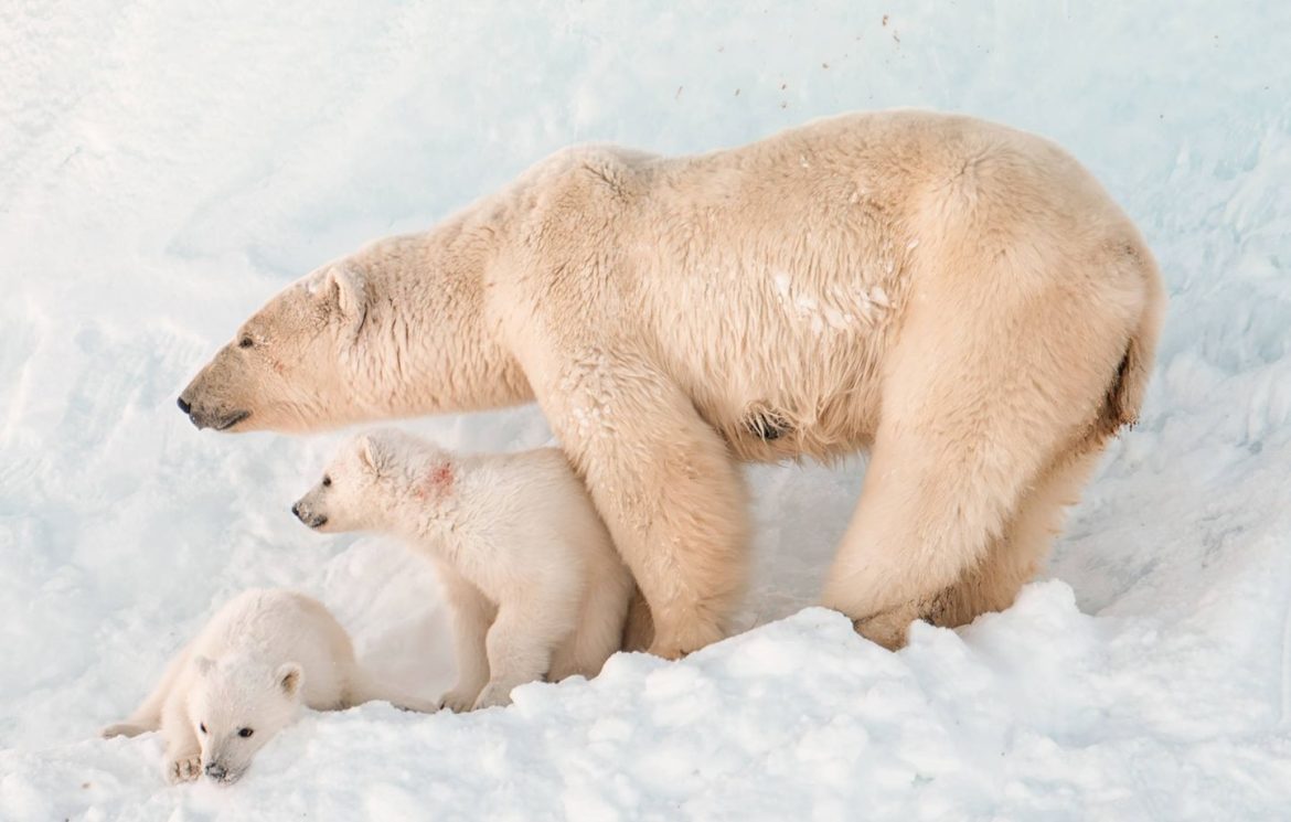 Premières biopsies sur des ours polaires au Svalbard - Obscura