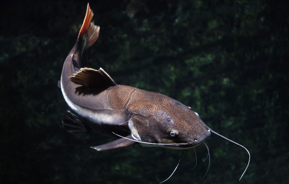 Découvrez le poisson-chat, un habitant fascinant des rivières - Obscura