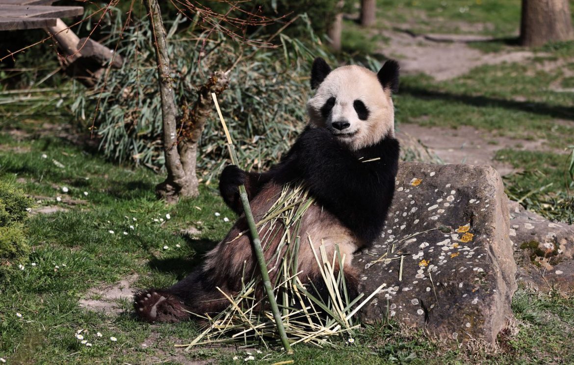 Retour en Chine des pandas Huan Huan et Yuan Zi du Zoo de Beauval - Obscura
